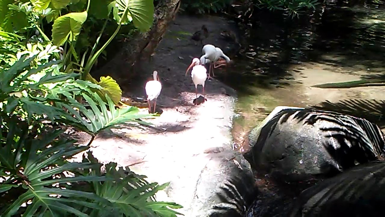 Awesome Little BIRDS ANIMAL KINGDOM DISNEYWORLD - YouTube