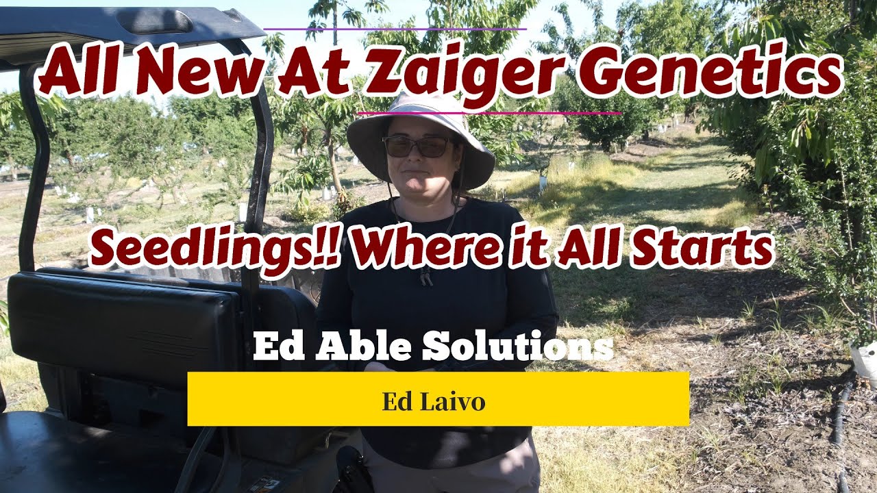 Seedlings, How Everything Gets Started, Growing and Testing F1 Hybrids ...