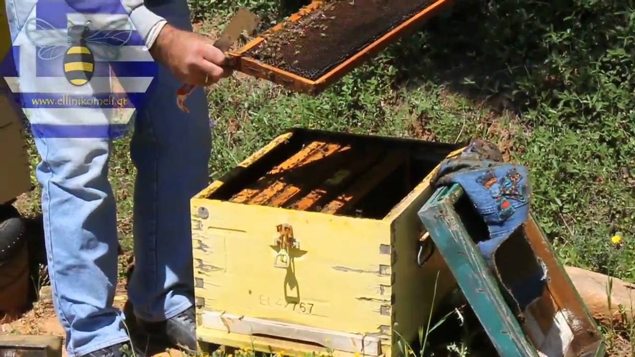 Επιθεώρηση σε μελίσσι 6 πλαισίων - Απρίλιος 2011 - YouTube