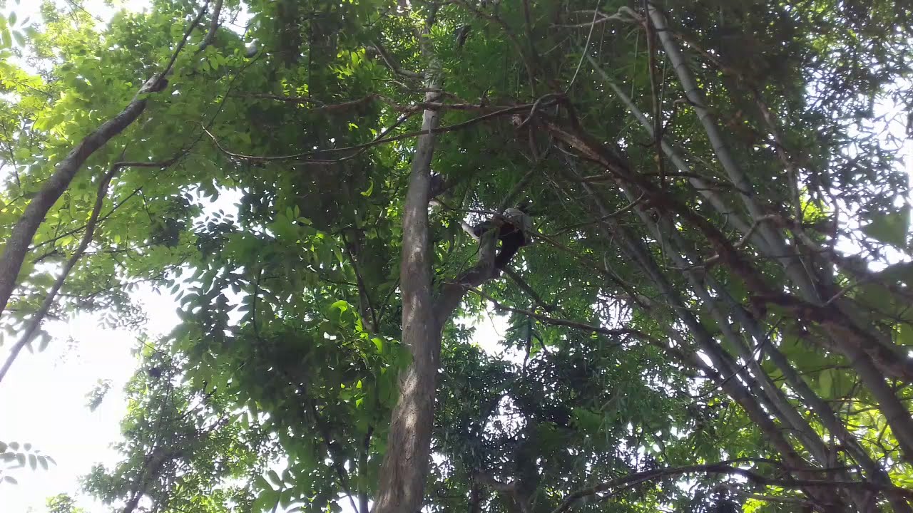 Tebang kayu LABAN (LEBAN) kayu Anti Penyakit Banyak Tersedia Di ...