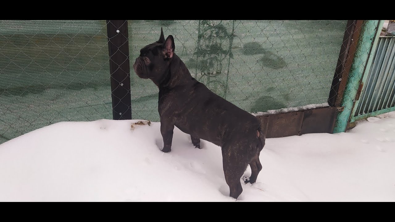 Баксик вышел погулять в деревне (Baksik went for a walk in the village ...