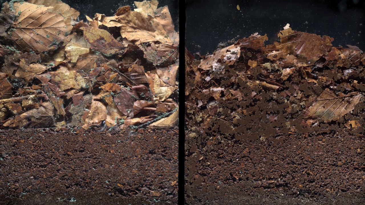 Bioturbation with and without soil fauna - YouTube