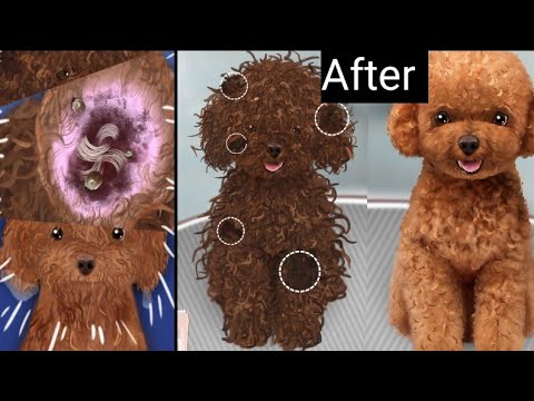 Pet transformation ASMR video - YouTube