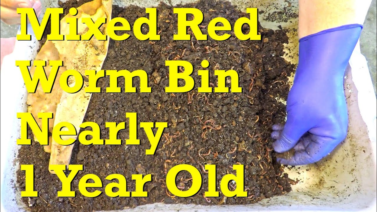 Mixed red worm bin (w springtails) 20 days from reaching 1 year in ...