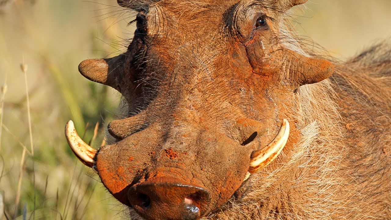 WILD MESSY ANIMALS, WART HOGS AND PIGS IN NATURE, FUNNY HAPPY UPBEAT ...