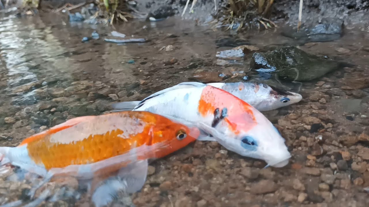 Menangkap ikan hias, ikan lele, ikan cupang, ikan koi, kura kura, Udang ...