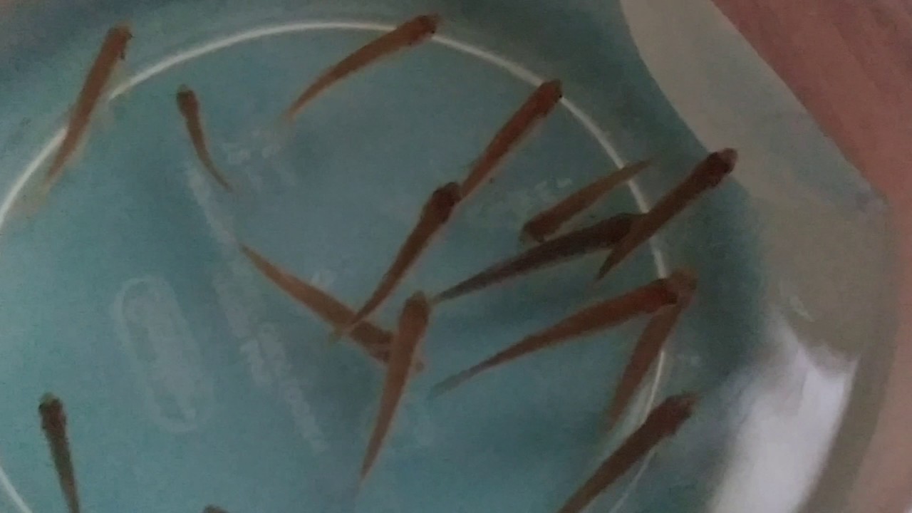My new pet minnows! - YouTube