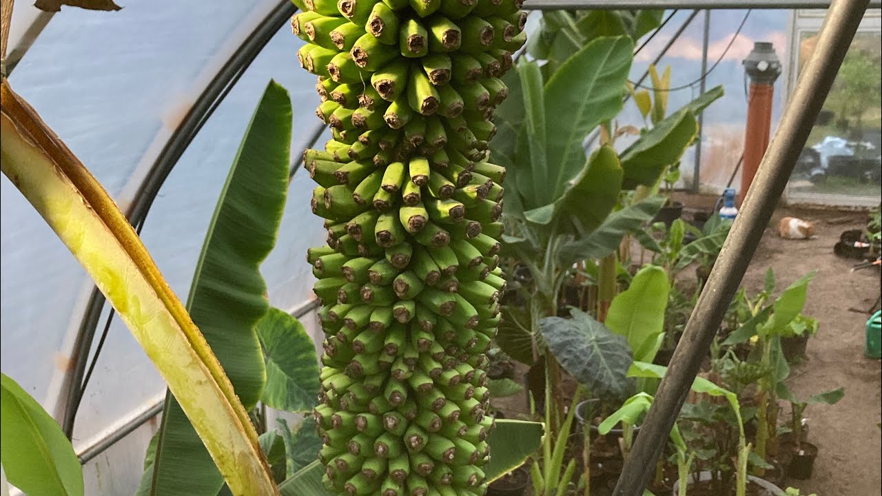 Banan musa kluai roi wi - Thousand fingers - Chiliocarpa - YouTube