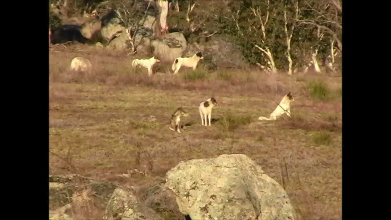 Howling wild dogs alpine N S W - YouTube