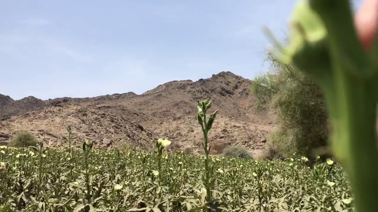 Ladyfingers in Wadi Fatima - YouTube