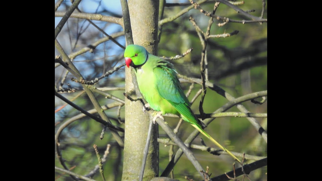 Garden parakeet video March 2020 2 - YouTube