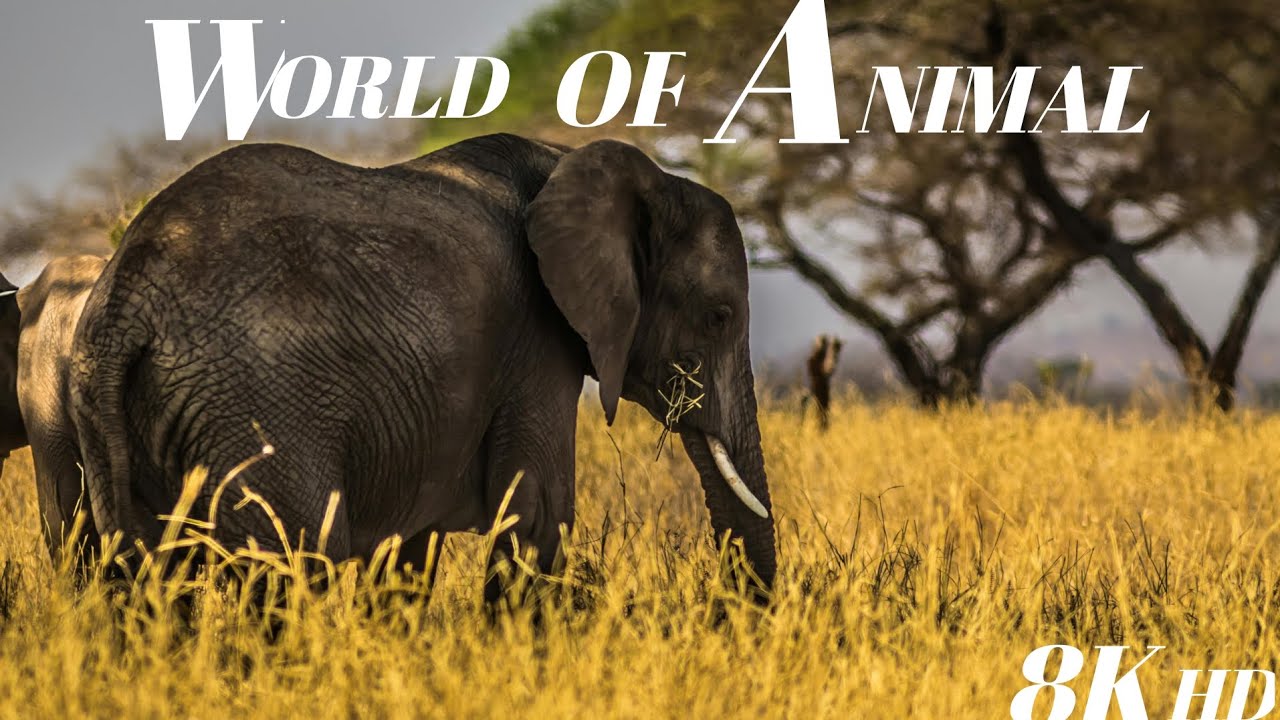 WORLD OF ANIMALS 8K ULTRA HD | WILDLIFE OF ANIMALS | ANIMAL SOUNDS ...
