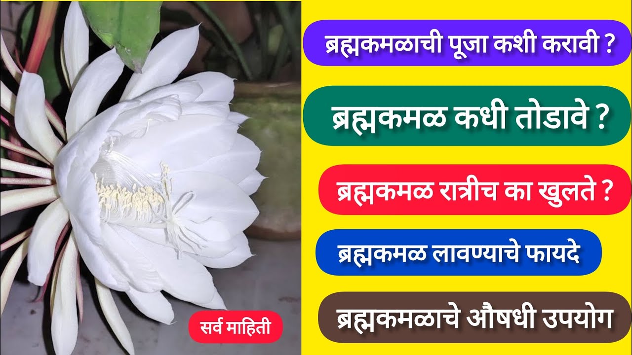 ब्रह्मकमळ फुलाची संपूर्ण माहिती | ब्रह्मकमळ ची पूजा कशी करायची | Brahma ...
