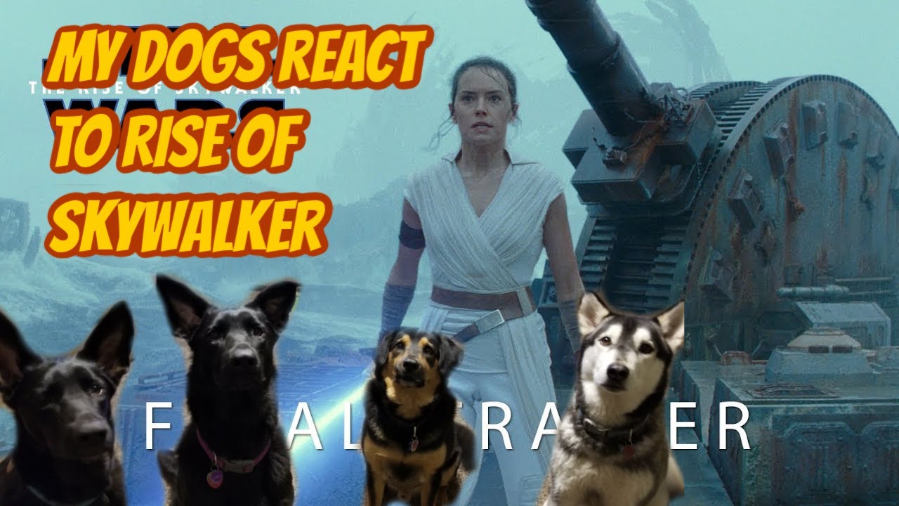 My dogs react to Star wars rise of Skywalker final trailer. - YouTube