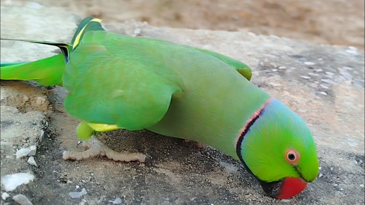 Talking Parrot Sounds Looking Parrot Nar Video - YouTube