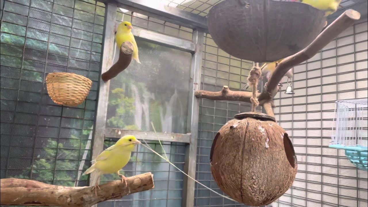 Canaries building nest for breeding | Canary | canario - YouTube