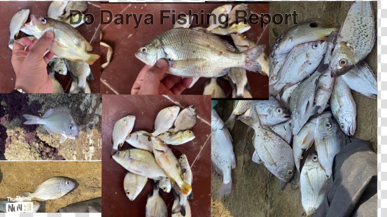 Do Darya fishing videos #fishing #fish #fishingvideo #fishingtrip # ...