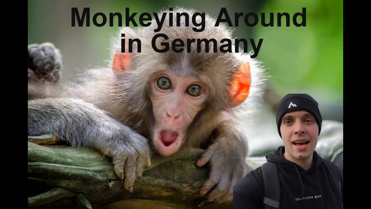 Monkeying Around in Germany: A Day at the Incredible Monkey Park - YouTube