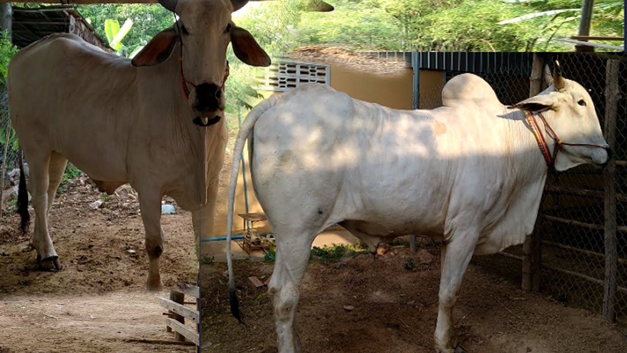 គោប្រើ១នឹមនេះធំៗអស្ចារ្យនៅកំពង់ចាម (012360229), Very big ox, Strong ox ...