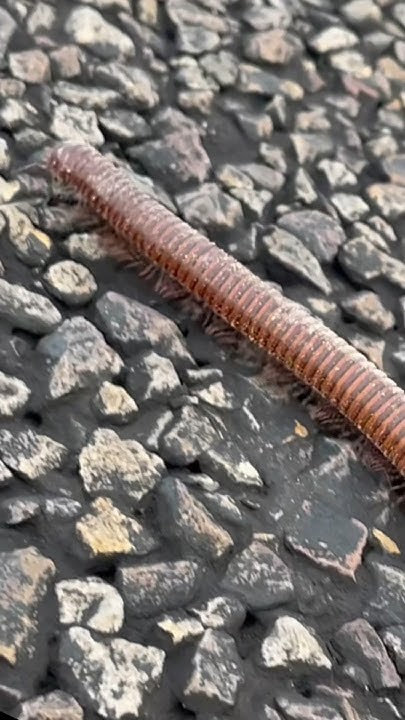 Millipede Must March On! #findingnemo #animals #wildlife #nature # ...