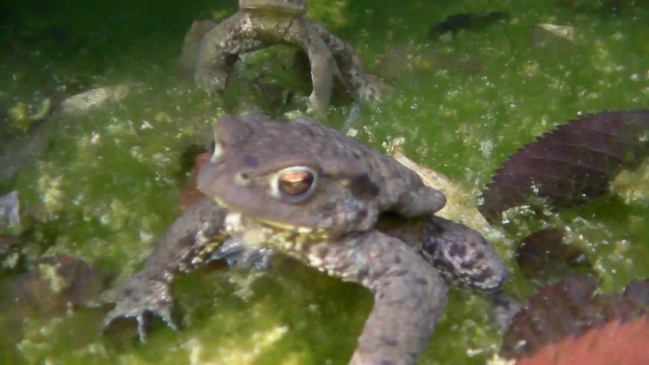 Common toad (Bufo bufo) - YouTube