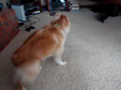 Moonwalking Dog, Michael Jackson Tribute - YouTube