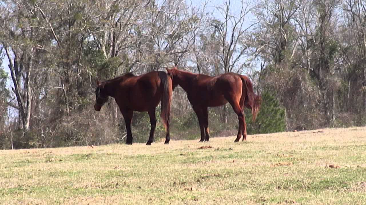 Rio playing ONE TWO THREE RED LIGHT with Diego - YouTube