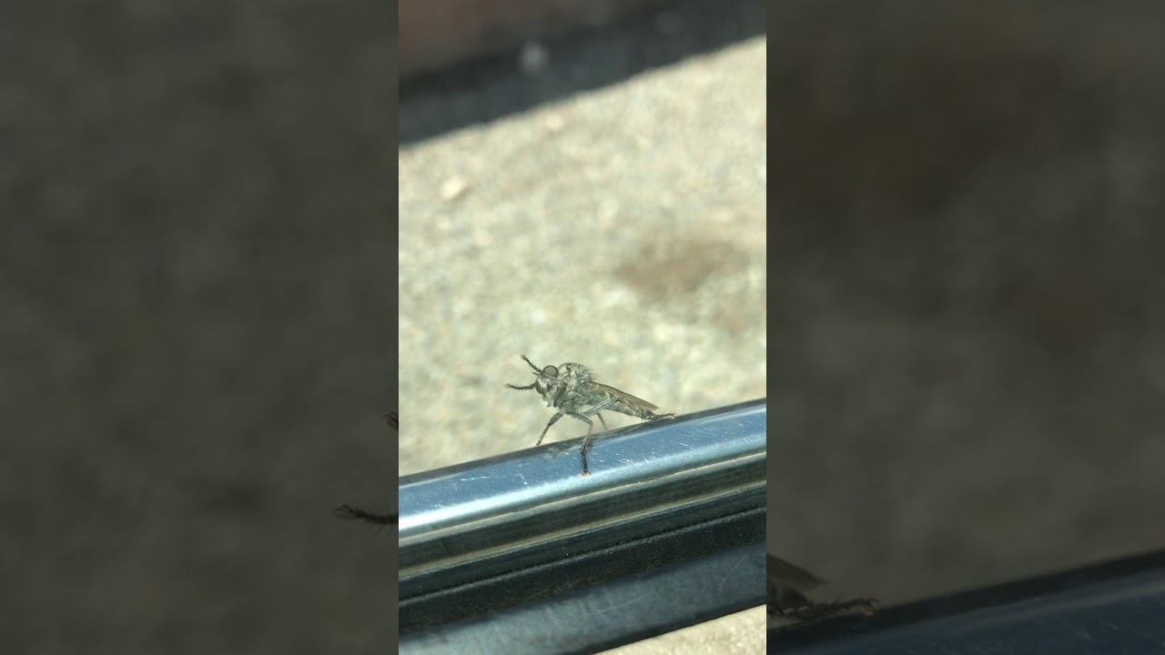 Breathing Bug - YouTube