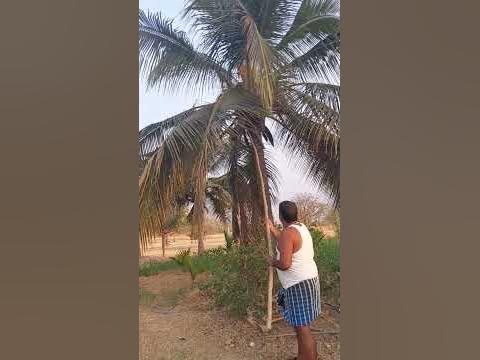 plucking tender coconut#coconut #farmerlifeindia#farming #farmer #villagevlog#villagelife # ...
