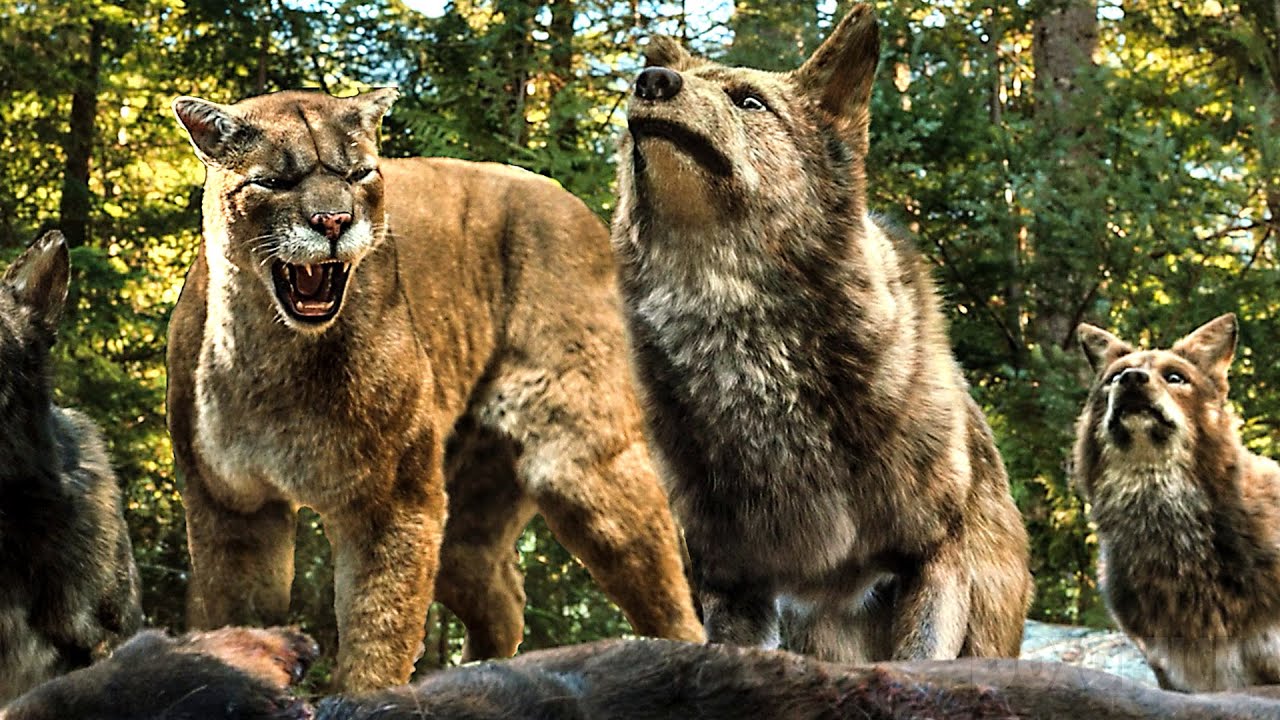 Il puma salva un cane da un branco di coyote - YouTube