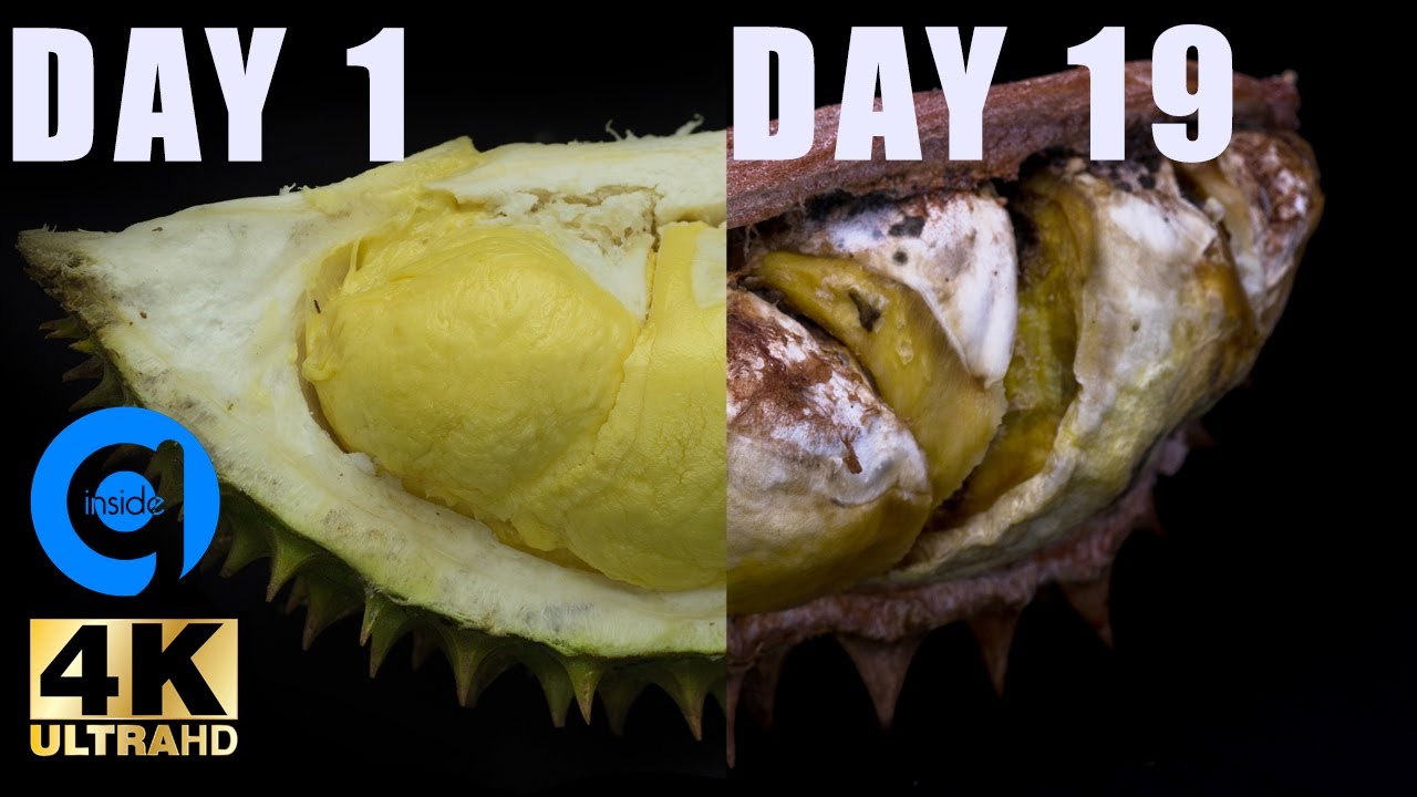 Durian Time Lapse After 19 Days - Rotting Fruit Time Lapse - YouTube