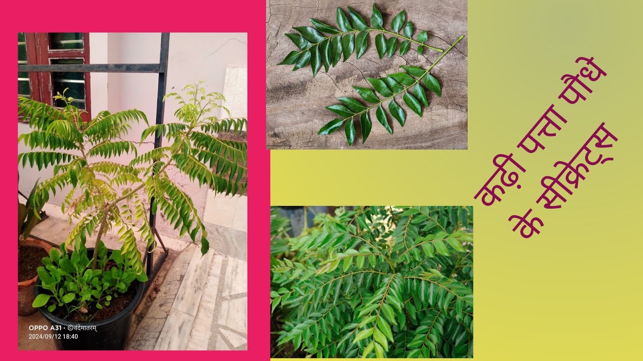 Very Simple Tips to grow Curry Patta Plant, कढ़ी पत्ते के पौधे कीदेखभाल ...
