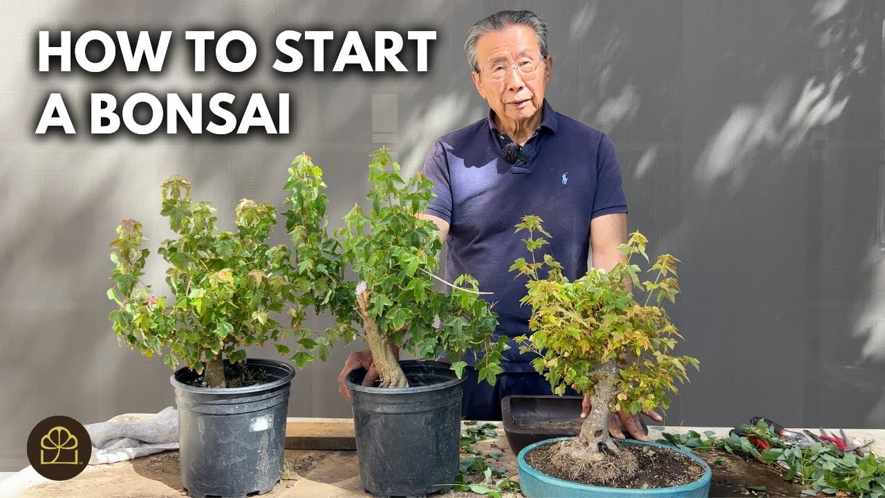 How to Make Your First Bonsai from a Sapling (Step-by-Step) – Trident ...