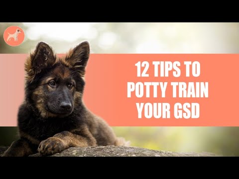 Potty Training A German Shepherd: 12 Tips To Do It Right The First Time ...