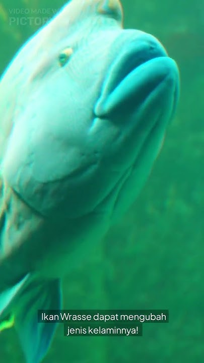 Fakta Unik Dunia....... - YouTube