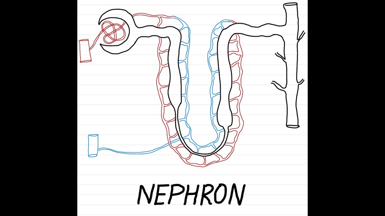 Human Excretory System: Diagram of Nephron Made Easy - YouTube