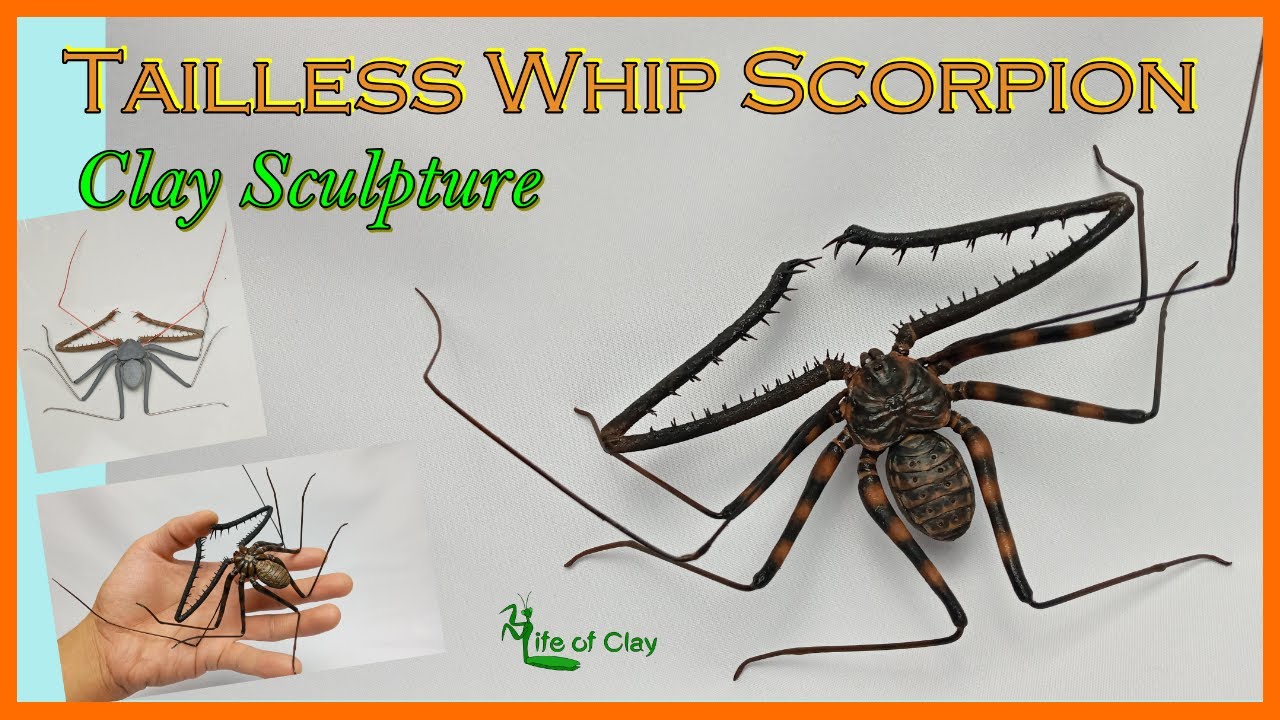 Sculpting Tailless Whip Scorpion (Damon diadema) Polymer Clay_ Life of ...