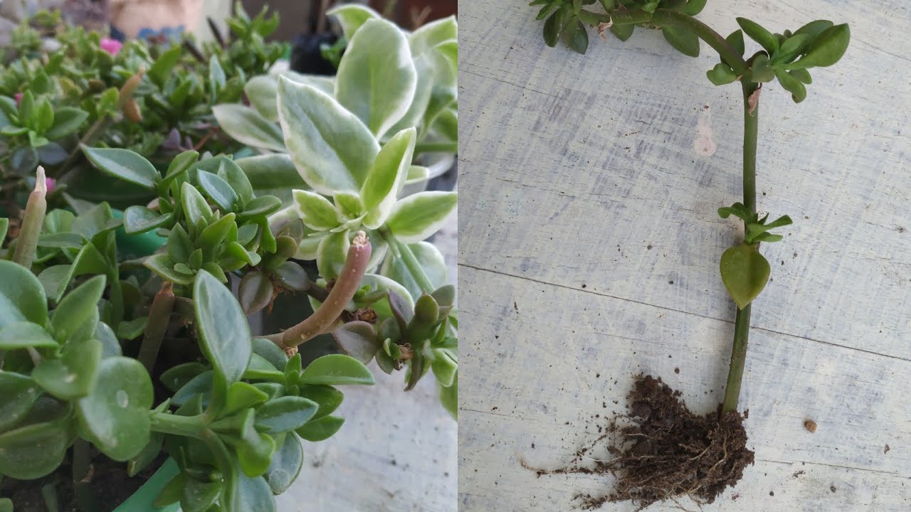cómo reproducir Aptenia cordifolia o rocío de una manera fácil y segura ...