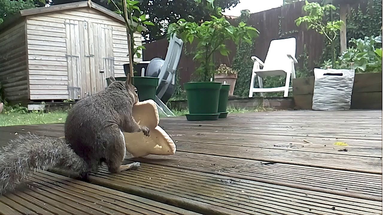 Raspberry Pi nature cam - YouTube