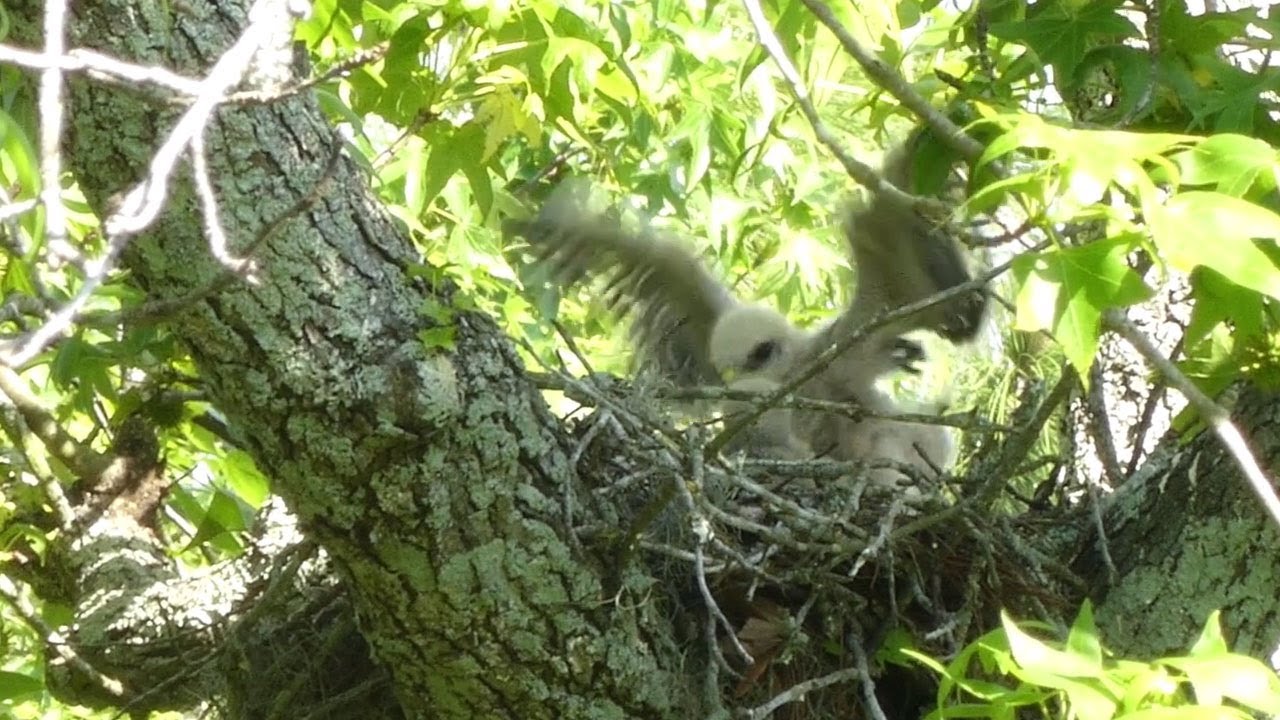 Baby Hawks Update - Male brings lizard, feeding, wing flapping, brown ...