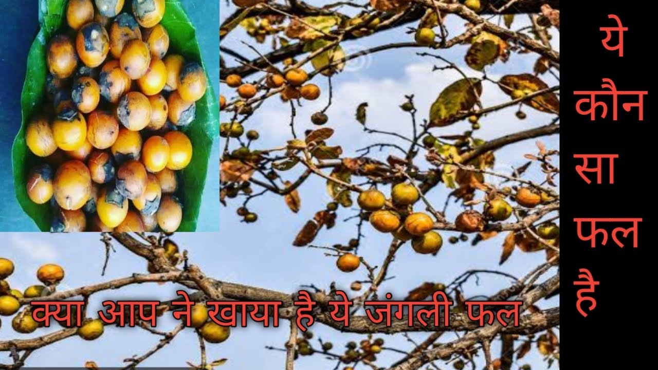 जंगली फल तेंदू| jangali fruit | kya aap ne khaya hai ye fal #nirala0 ...
