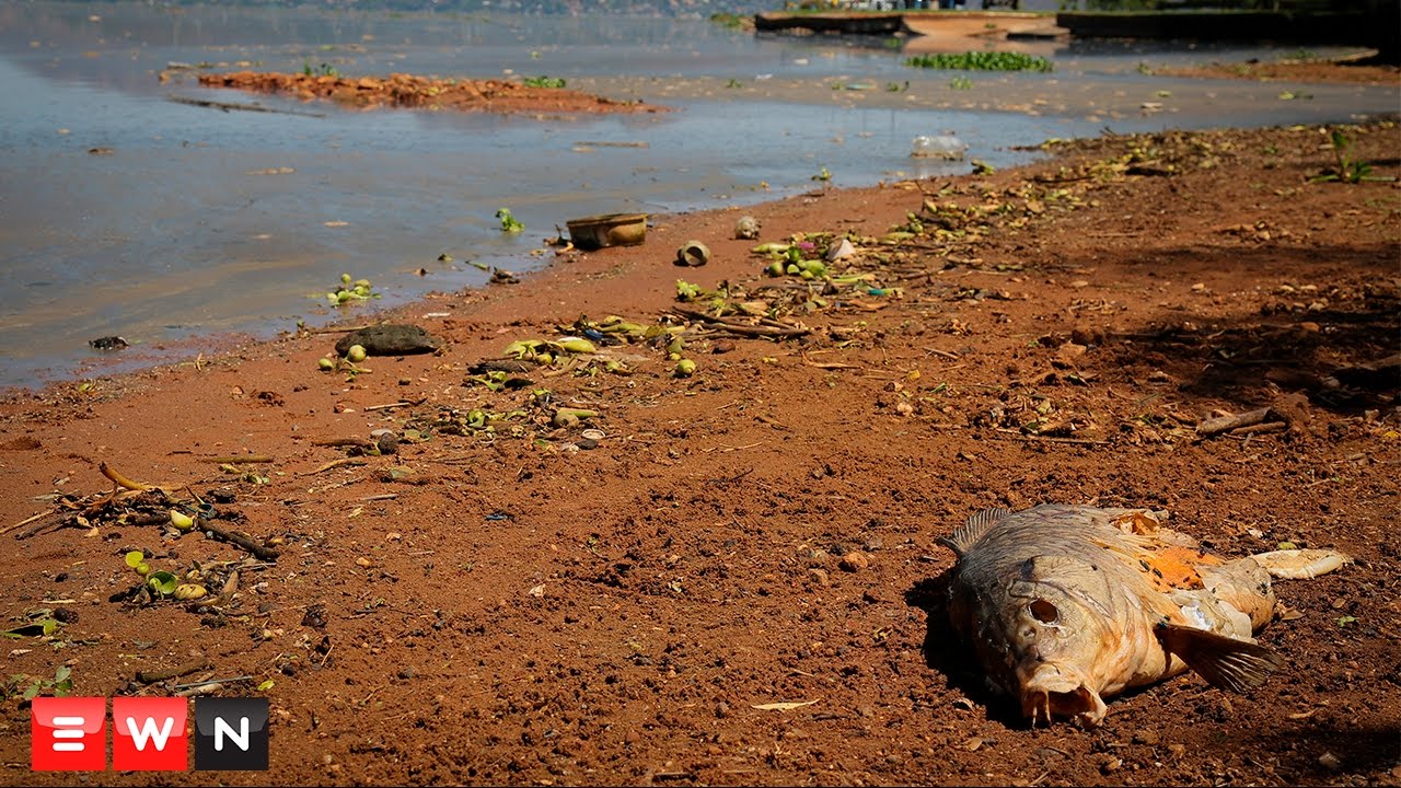 Sewage leak sends Hartbeespoort Dam into crisis - YouTube