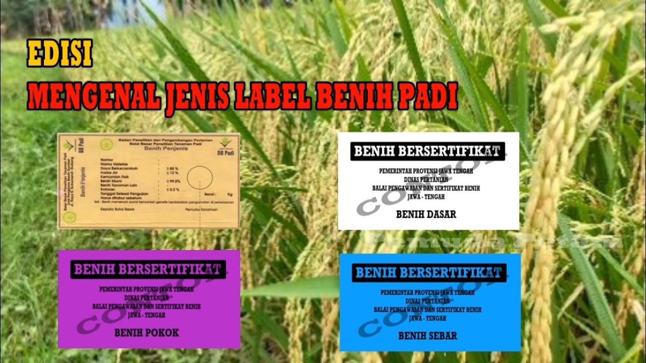 Mengenal Label Benih Padi Berdasarkan Warnanya - YouTube