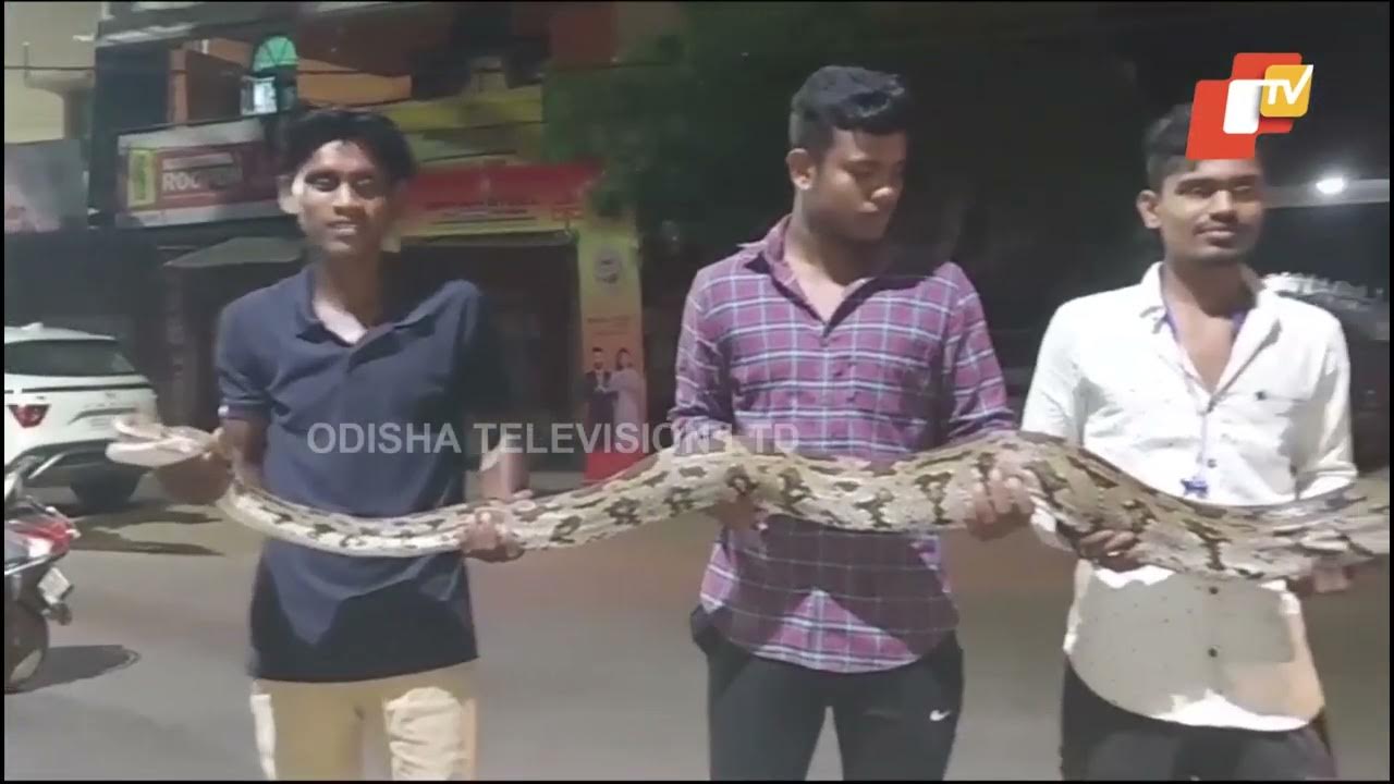 15-ft-long king python rescued in Odisha's Dhenkanal - YouTube