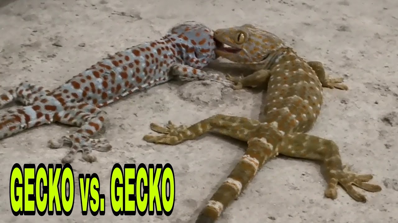 GECKO vs. GECKO CAUGHT ON CAM - YouTube