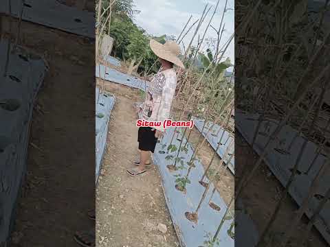 New Farm ng Disiplina Village Bignay /Farmers/vegetables/minivlog - YouTube