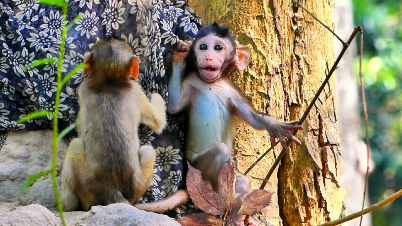 Cute baby monkey video. - YouTube