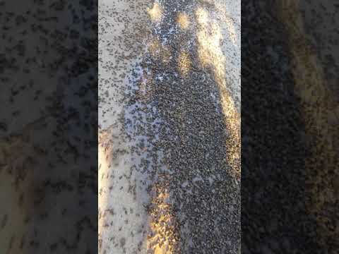 How To Clean Spilled Honey Off Floor
