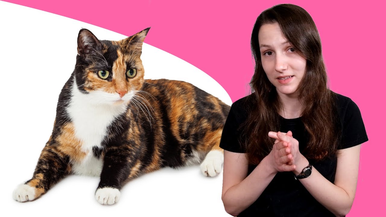 7 Facts You Didn't Know About Female Cats - YouTube