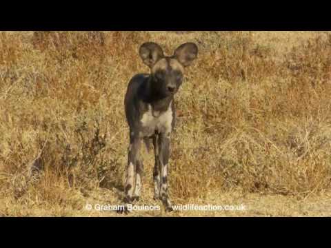 At an African Wild Dog Den - YouTube